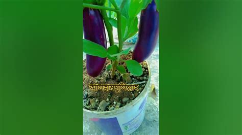 ছাদ বাগানে বেগুন আলহামদুলিল্লাহ Garden Youtube