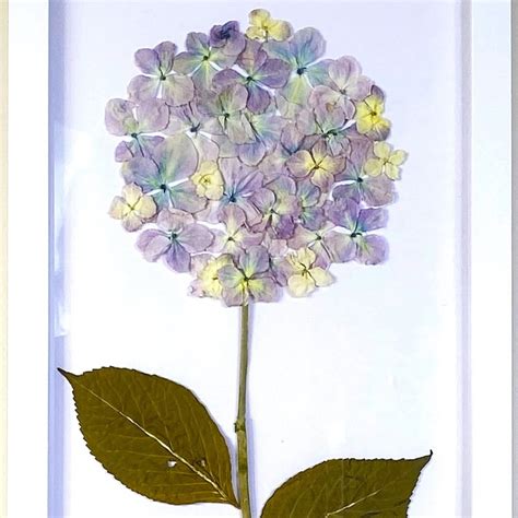 Preserved Hydrangea Etsy