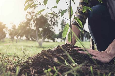 How Trees Affect Your Property Value Arborcare