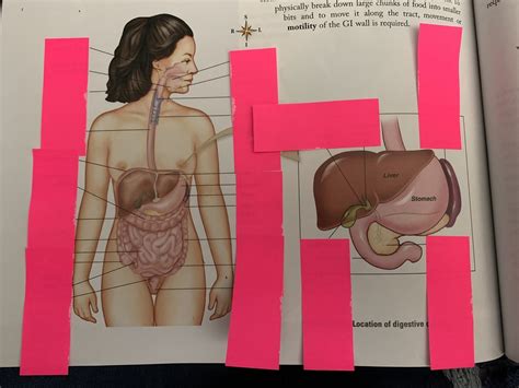 Anatomy Digestive System Labeling Pg Diagram Quizlet