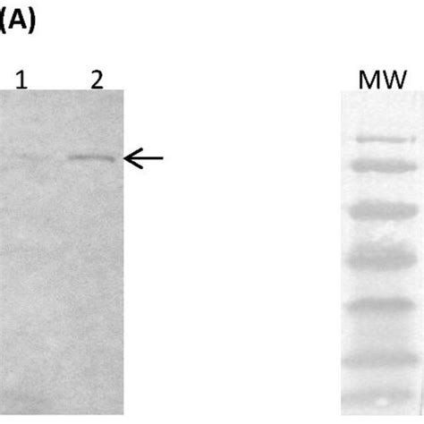 Chamika De Silva Doctor Of Philosophy Research Profile
