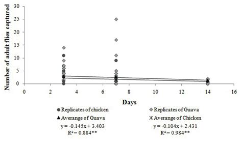linear regression of the average number of adult fruit flies