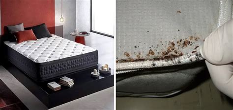 How To Remove Fleas From Mattress 9 Easy Methods 2025