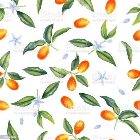 꽃 수채화 이음새가 없는 무늬가 있는 Kumquat 가지 감귤류 오렌지 과일과 잎은 끝없는 배경 열대 나무 손으로 그린 장식품 섬유 및 포장지용 가리기에 대한 스톡 벡터
