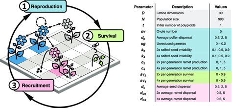 Simulation Model Workflow And The Adjustable Parameters Associated Download Scientific Diagram