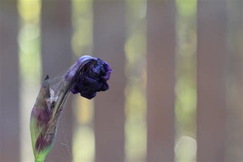 Wilting Iris By Redeyesanddarkness On Deviantart