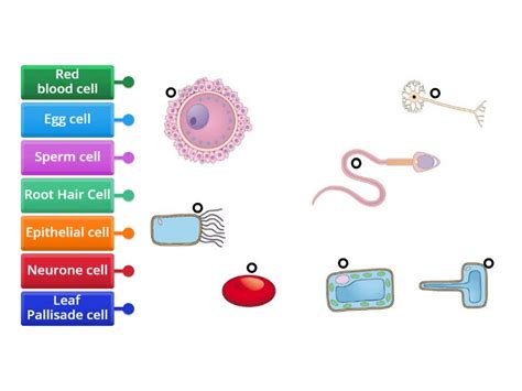 Specialised Cells Labelled Diagram