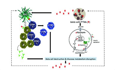 Suggested Model Of Ptms In The Induction Of Autoreactive Responses And