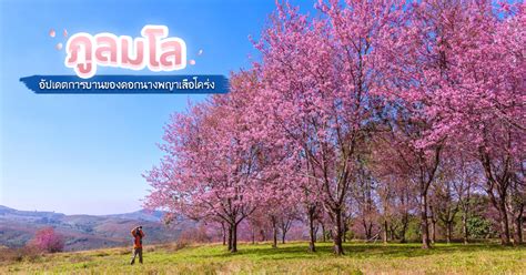 ภูลมโล ที่เที่ยวเลย หุบเขาดอกนางพญาเสือโคร่งในจังหวัดเลย