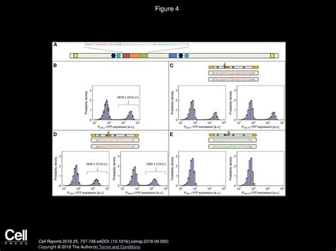 Gregory L Elison Yuan Xue Ruijie Song Murat Acar Cell Reports Ppt