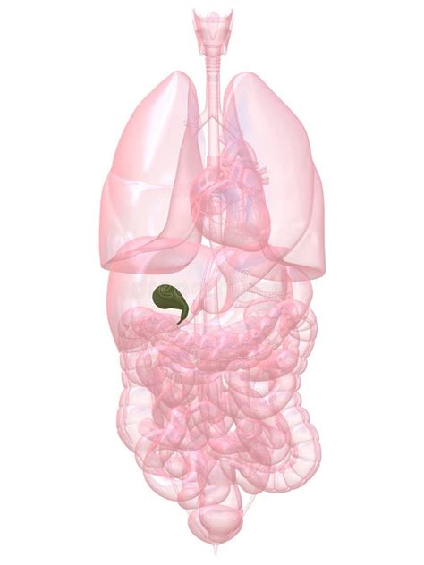 Human Gall Bladder Stock Illustration Illustration Of Medicine 5970811