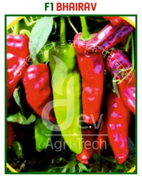 F1 Bhairav Dev Agro Seed