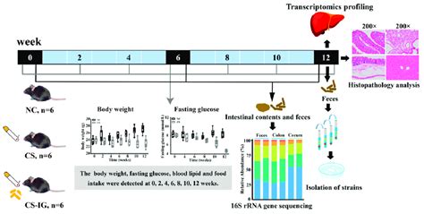 Schematic Representation Of The Experimental Design Mice Were Treated