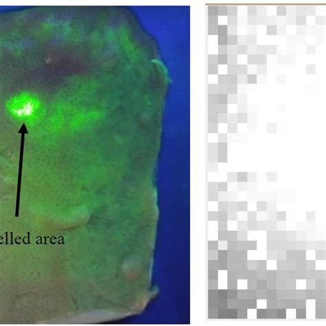 Exploded 3d View Of The Wireless Fluorescence Capsule Endoscope
