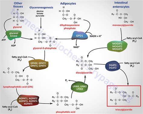 Synthesis Of Fatty Acids Triglycerides And Phospholipids The