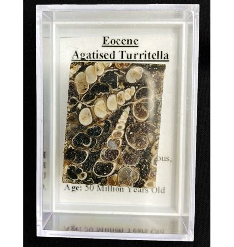 Fossils For Sale Eocene Agatised Turritella Gastropods