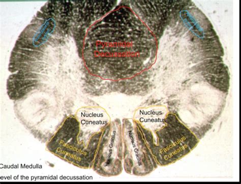 Medulla Sections Flashcards Quizlet