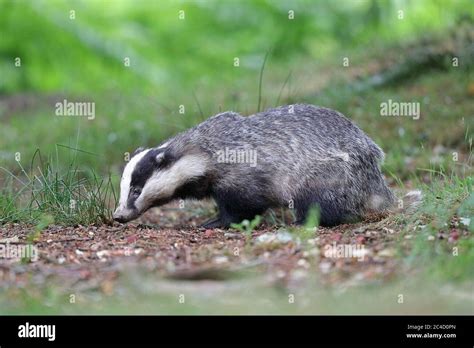 The European Badger Also Known As The Eurasian Badger Is A Badger