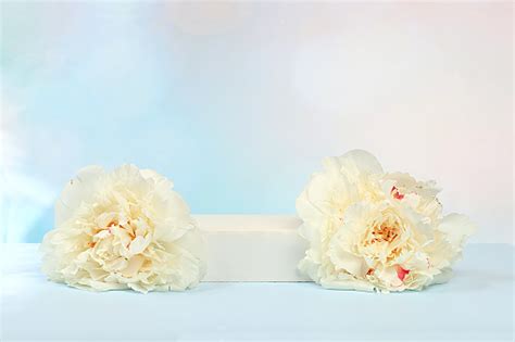 최소한의 꽃꽂이 빈 연단과 모란 꽃이 있는 추상적인 배경 화장품의 전시 또는 프리젠테이션을 위한 빈 진열장 텍스트를 위한 장소가