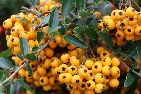 Baies Et Petits Fruits D Automne La Terre Est Un Jardin