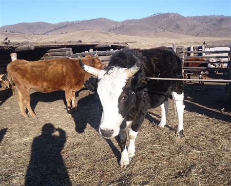 Сүү махны чиглэлийн семинтал үхэр Baljkhaan Балжхаан ХХК