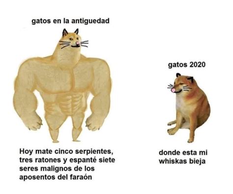 ¿por Qué Se Llama Cheems La Historia Detrás Del Nombre Del Perrito Que
