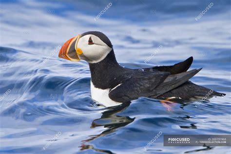 Atlantic Puffin Swimming In Ocean Water Close Up — Reflection Auk