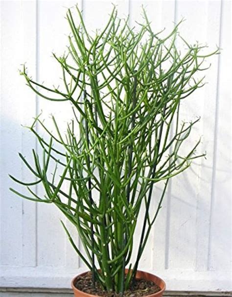 3 Pencil Cactus Cuttings Live Plants Euphorbia Tirucalli Etsy