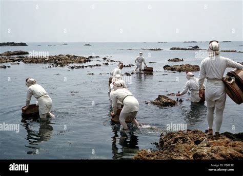 Japanese Oyster Divers At Clifford Bloss Blog