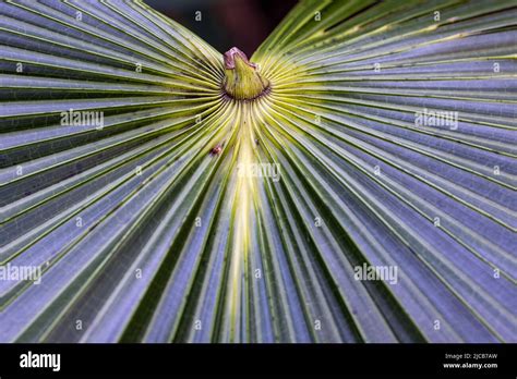 Close Up Of A Leaf Of An Australian Cabbage Palm Tree Livistonia