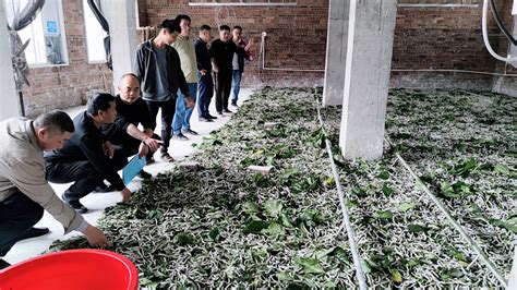 科技赋能石别小时家庭农场上半年22批蚕获丰收 广西林胜堂蚕具有限公司官网
