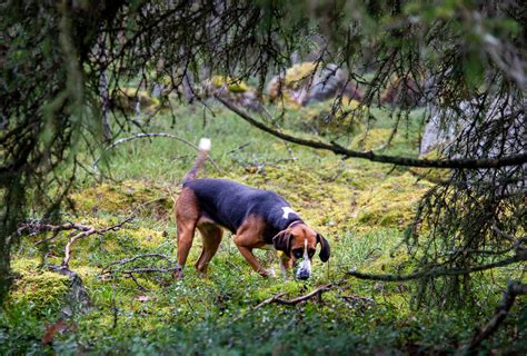 Andra Attacken På Två Veckor Stövare Dödad Av Varg Svensk Jakt