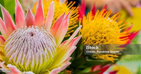 케이프 타운 남아프리카 공화국의 핀보스에서 밝은 색상의 킹 프로테아 0명에 대한 스톡 사진 및 기타 이미지 0명 꽃 나무 꽃 꽃의 구조 Istock