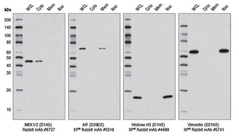 Western Blot ，你不可不知的小细节 技术前沿 资讯 生物在线