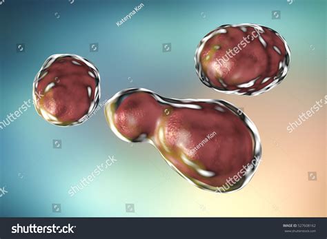 Pathogenic Yeast Fungus Cryptococcus Neoformans Which Stock