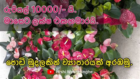 රුපියල් දහදාහෙන් ව්‍යාපාරයක් අරඹමු මාසෙකට ලොකු ආදායමක් හොයන්න Hishi