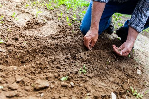 Sand Or Soil What Is Best For Your Next Landscape Project Fra Dor Tips