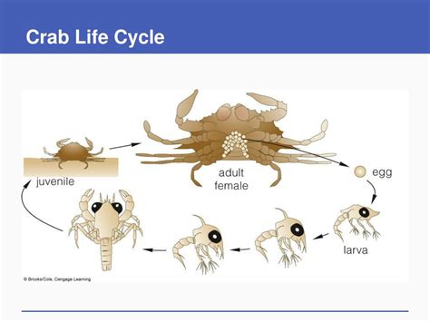 Robber Crab Life Cycle At Christina Waller Blog