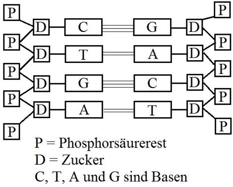 Dna Dns Aufbau Und Struktur