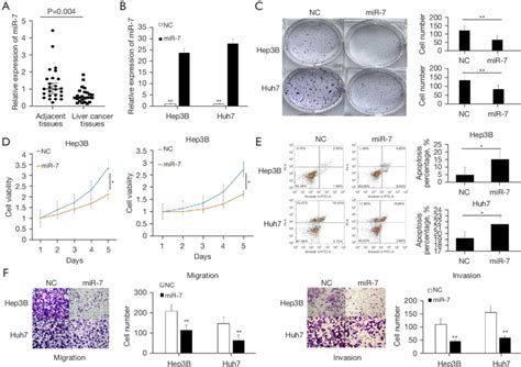 Mir 7 Overexpression Inhibits Cell Proliferation Migration And
