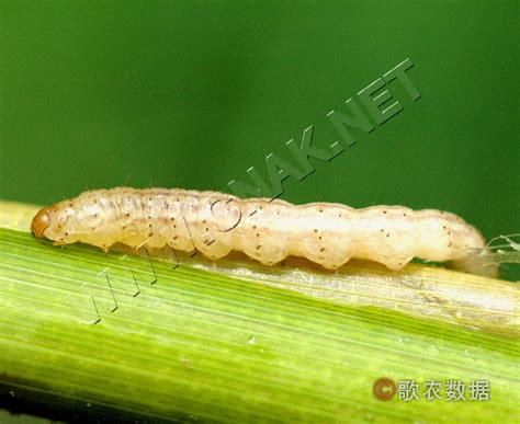 病虫详细页面