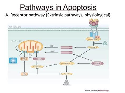 Apoptosis Ppt