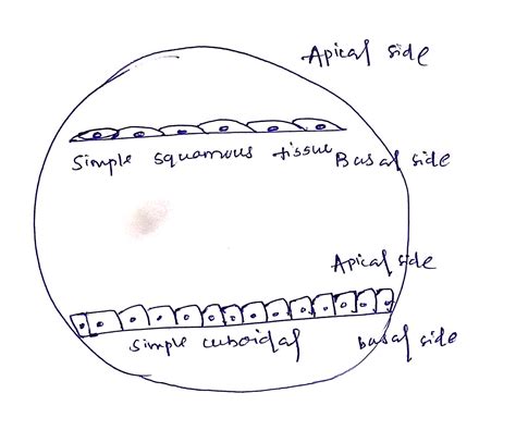 Solved Sketch The Simple Cuboidal And Simple Squamous Epithelial Tissues Course Hero