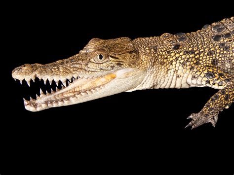 Life Cycle Of A Crocodile
