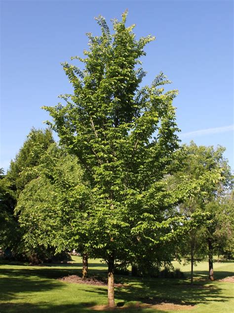 Elm Emerald Sunshine TheTreeFarm