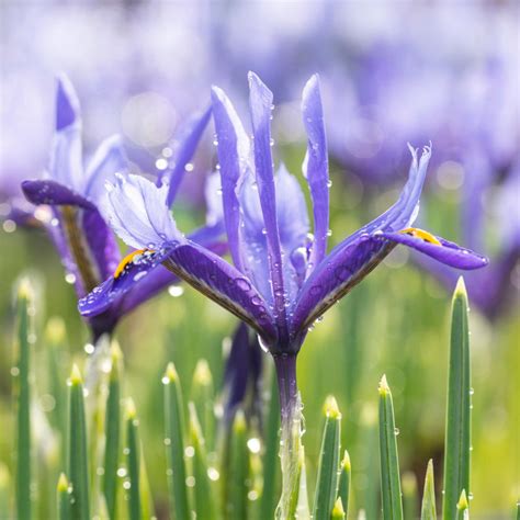Iris Reticulata Pixie Bulbs Stocks And Green