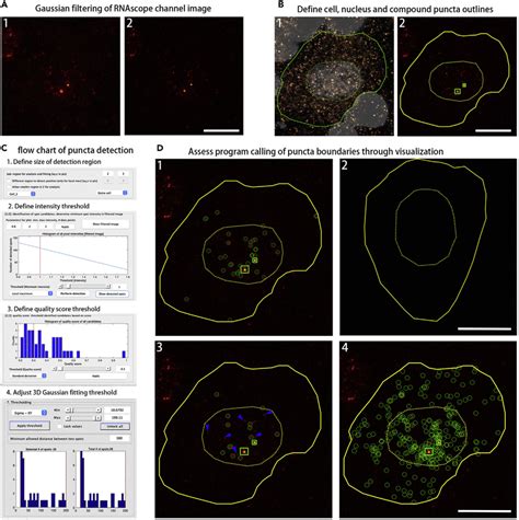 Quantification Of Discrete Mrna Puncta In Drg Neurons Using Fish Quant