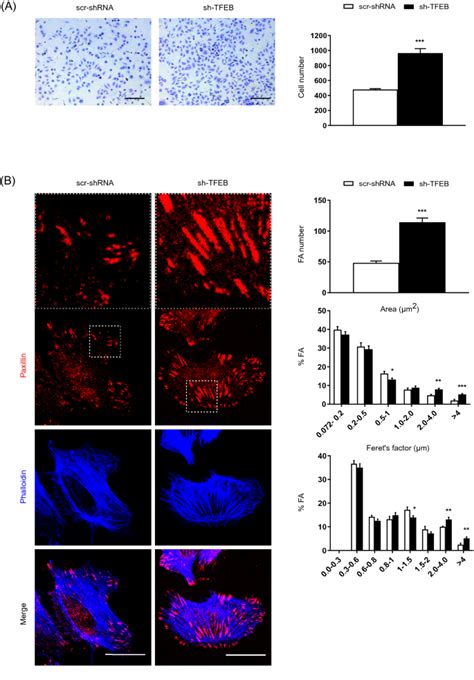 Tfeb Angiogenesis X Mol