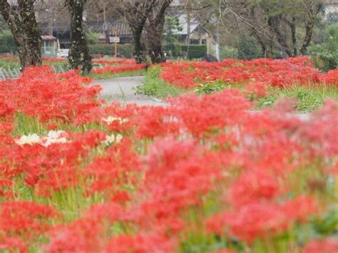 徳山の彼岸花（9月）滋賀県長浜市の観光・撮影スポットの名所 東海カメラマップ