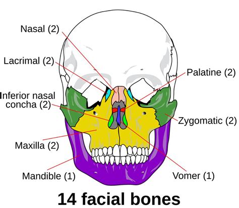The 14 Facial Bones Comprehensive Anatomical Guide For Medical